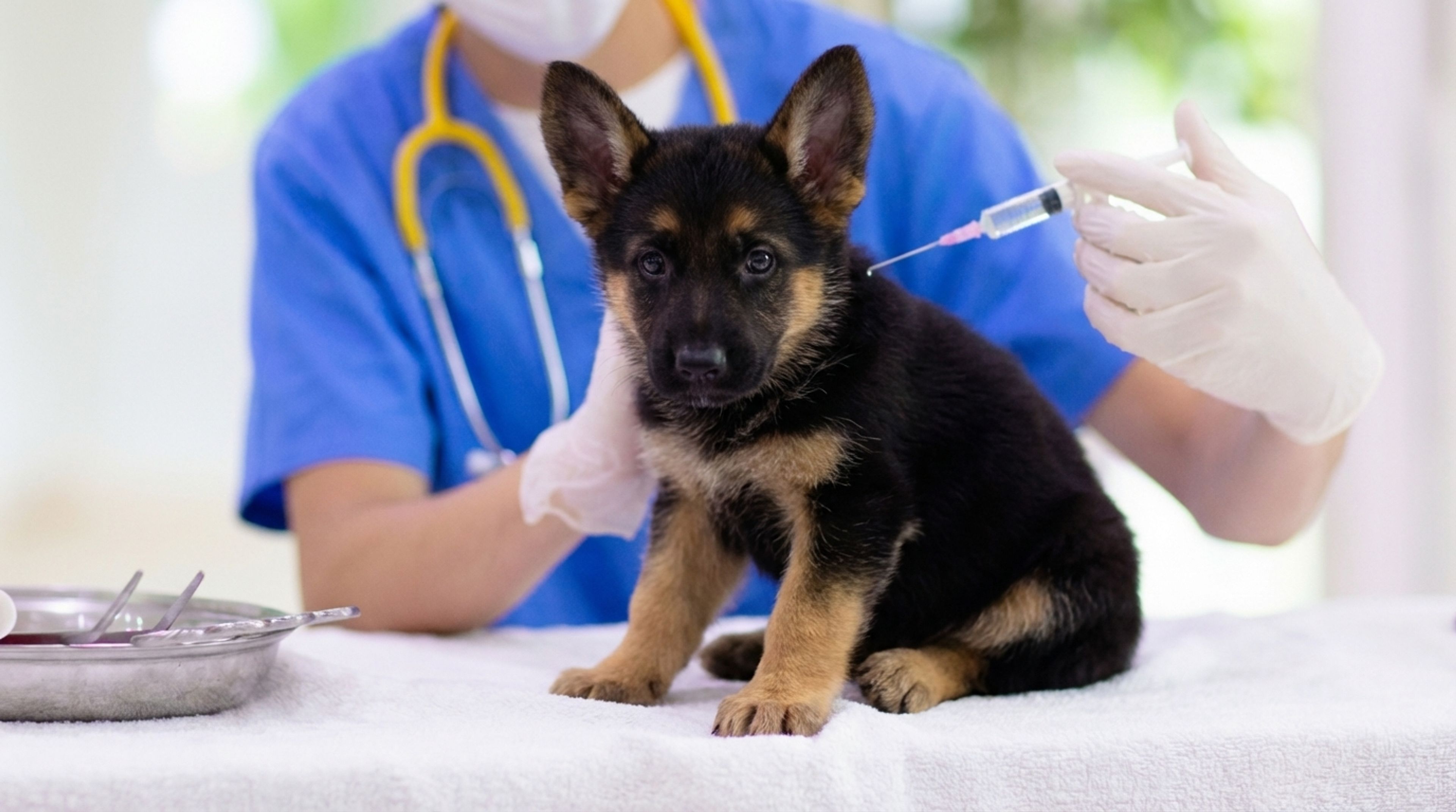 Puppy Vaccine Schedule: Ages, Shots, and Costs