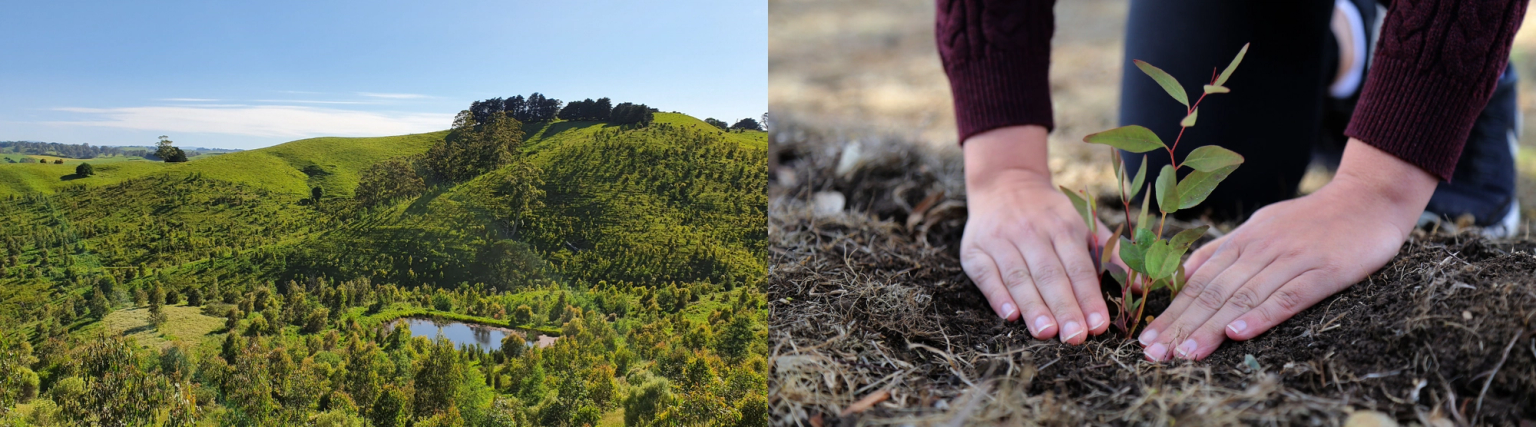 Planting Trees With Greenfleet | Bared Footwear