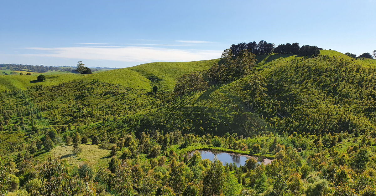 Planting Trees With Greenfleet | Bared Footwear