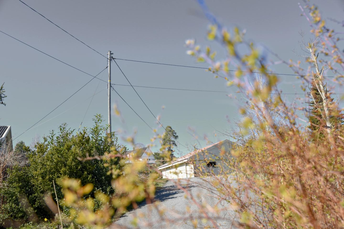 Busker og trær langs strømledninger | Glitre Nett