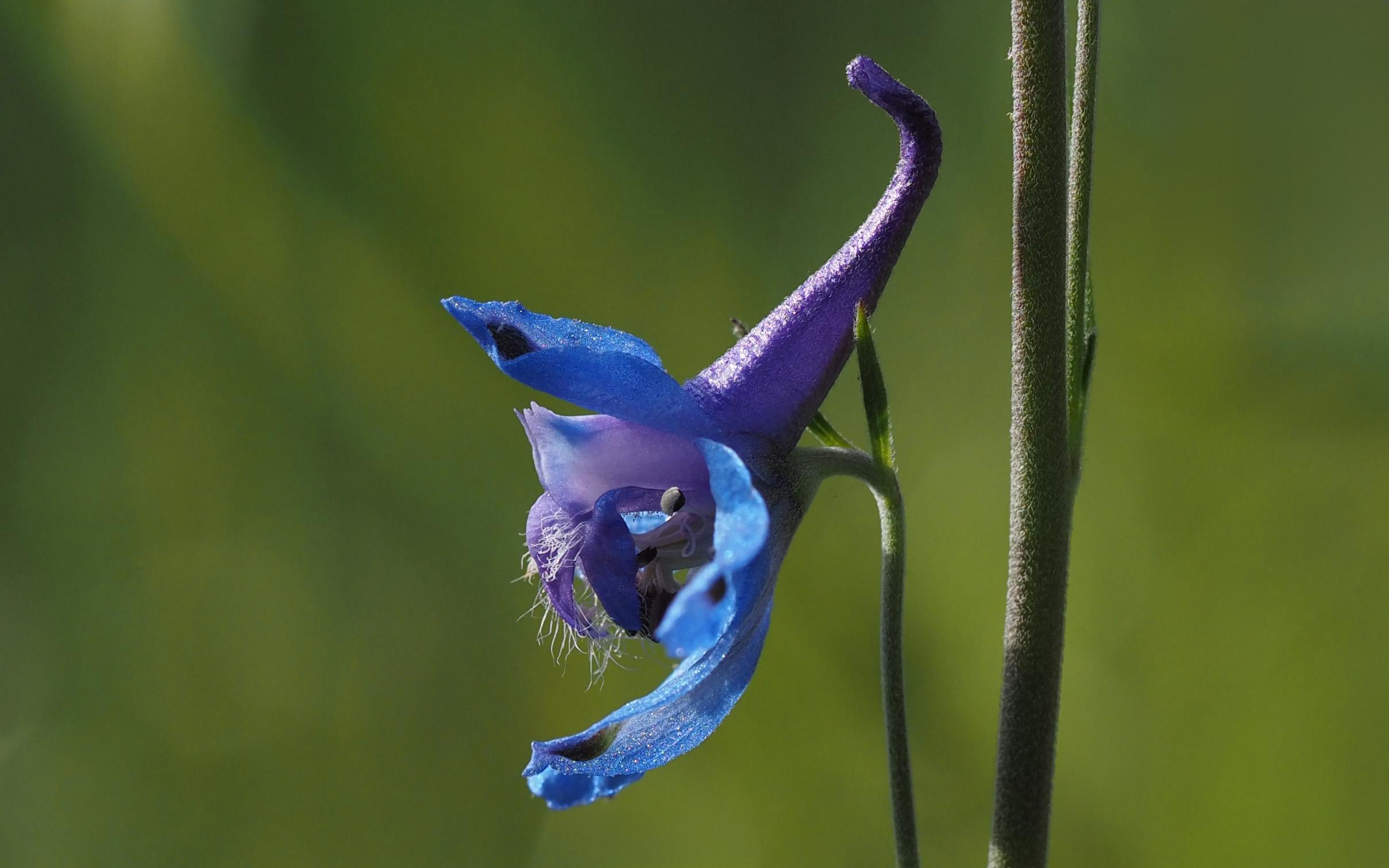 Purple nectary spur