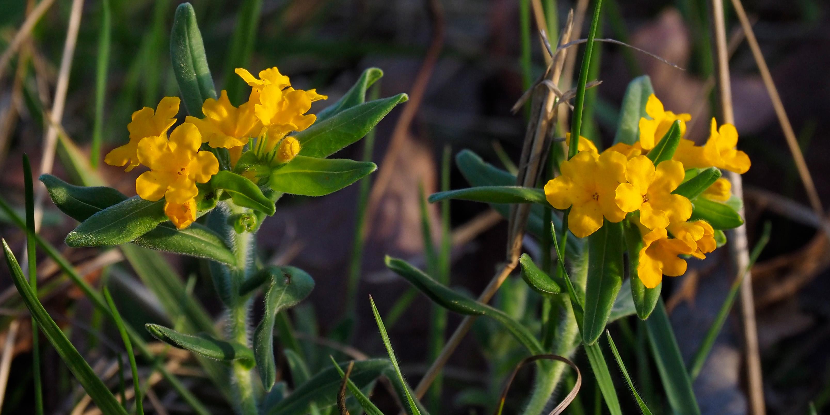 Hoary puccoon