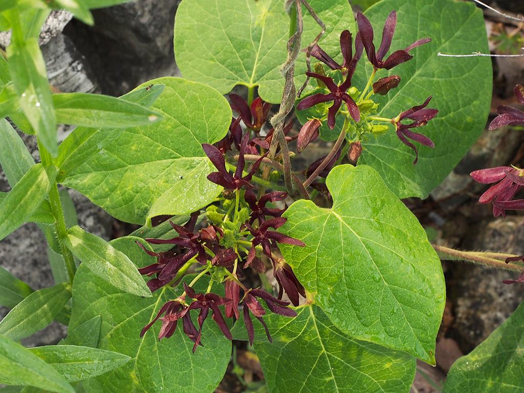 Matelea decipiens