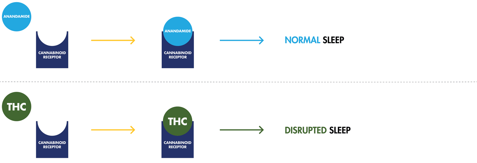 Marijuana Abuse Facts | Sign & Symptoms of Marijuana (THC) Abuse