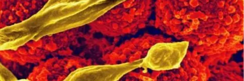 De MRSA-bacterie - Medicijnen.nl