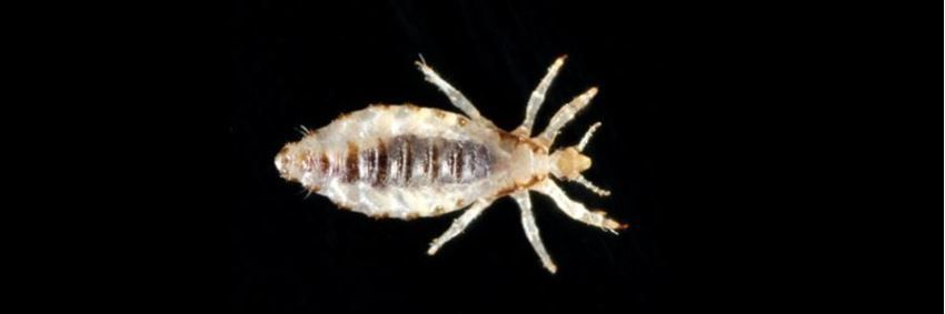 Luizen - Medicijnen.nl