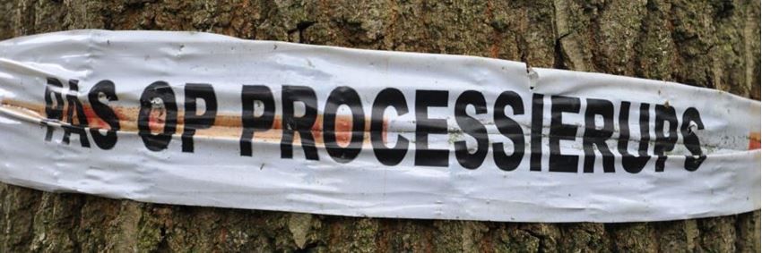 Corona kan het bestrijden van de processierups hinderen - Medicijnen.nl