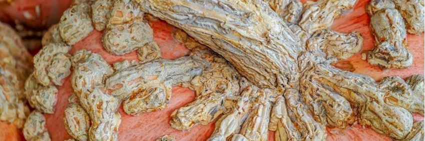 wratten - Medicijnen.nl