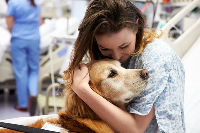 How Comfort Dogs Comfort | Everplans