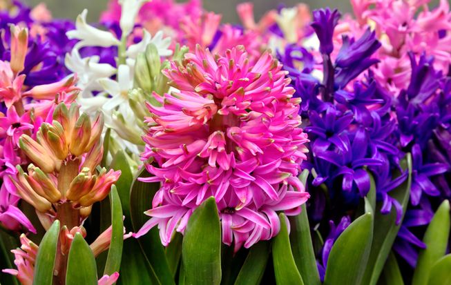 The Meaning Behind 8 Different Types Of Popular Funeral Flowers | Everplans
